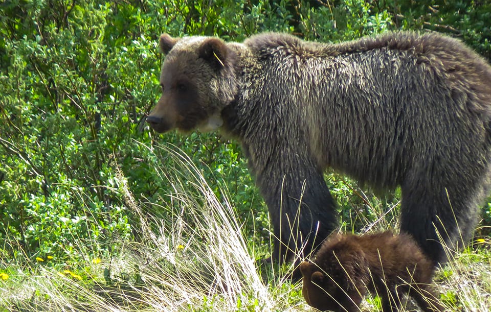 Wildlife Viewing | The Lake Louise Ski Resort